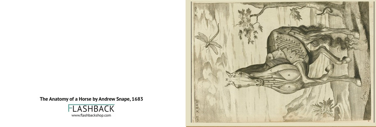 The Anatomy of a Horse' by Andrew Snape, 1683 - postcard – Flashback Shop