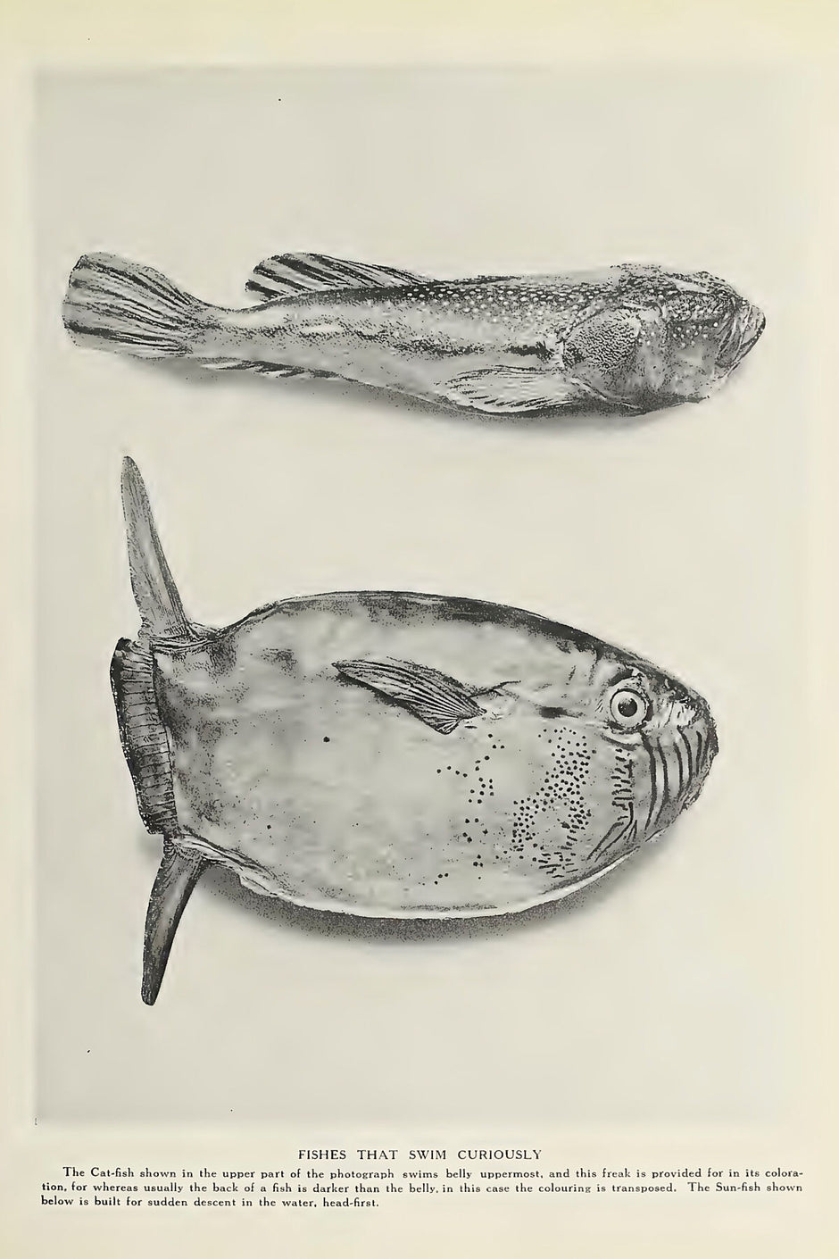 All – tagged "Marvels of the Universe" – Flashback Shop