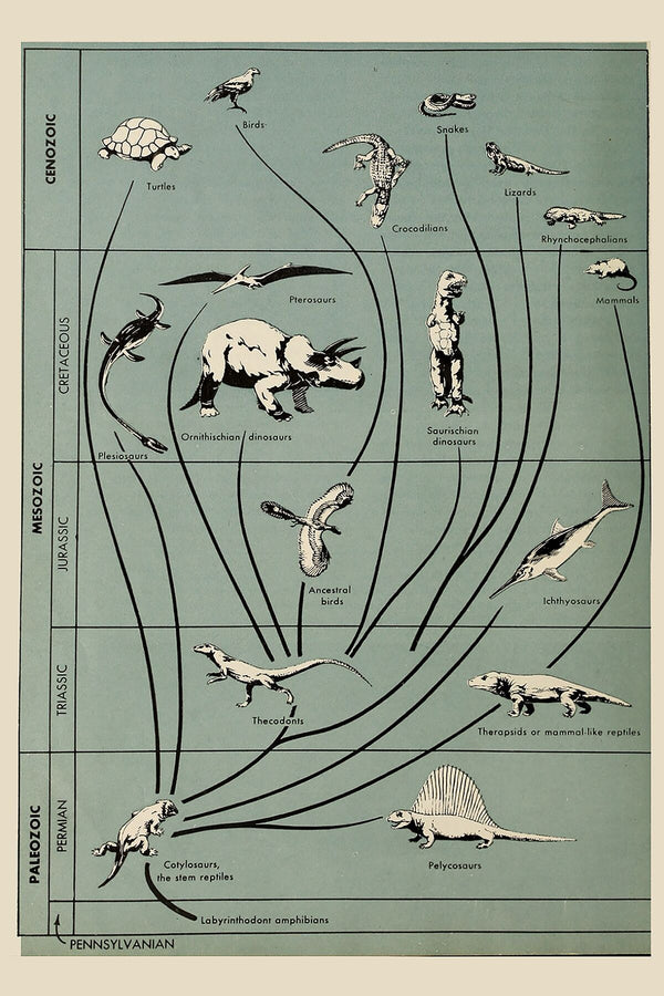Dinosaur Family Tree, The Dinosaur Book - 1951 – Flashback Shop